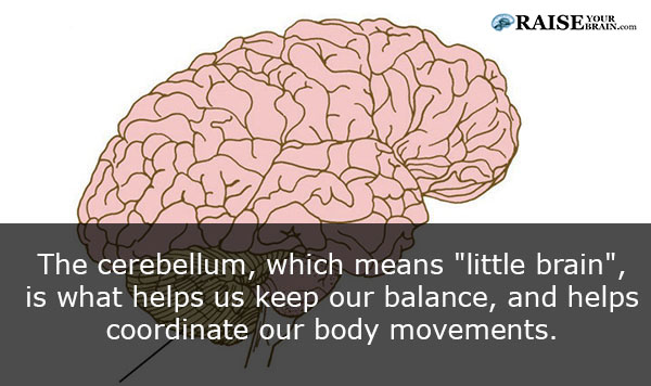 33 Human body facts: brain parts and functions - RaiseYourBrain.com
