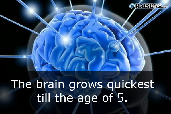 33 Human body facts: brain parts and functions - RaiseYourBrain.com