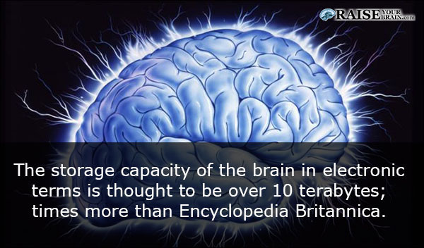 33 Human body facts: brain parts and functions - RaiseYourBrain.com