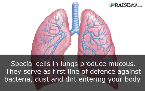 16 human body facts: human lungs - RaiseYourBrain.com