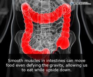 17 Interesting large intestine facts: Human body facts - RaiseYourBrain