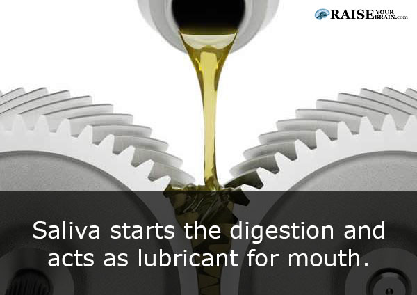 Facts about the mouth: Human body facts - RaiseYourBrain.com