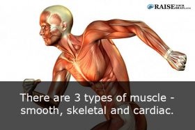 18 Interesting human body muscles facts - Raise Your Brain