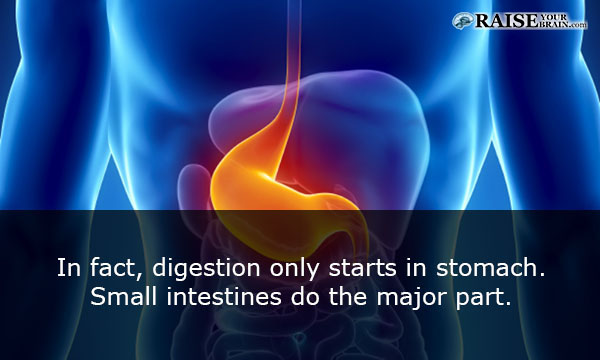 12 Interesting stomach facts: Human body facts - RaiseYourBrain