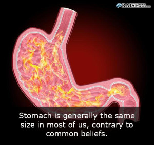 12 Interesting stomach facts: Human body facts - RaiseYourBrain