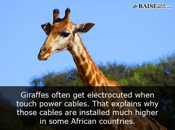 #4: 27 Interesting fun facts of the day - Raise Your Brain