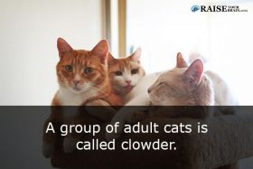 20 Interesting facts about cats - Raise Your Brain