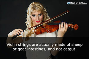 #77: 19 Random fun facts you probably didn't know - Raise Your Brain